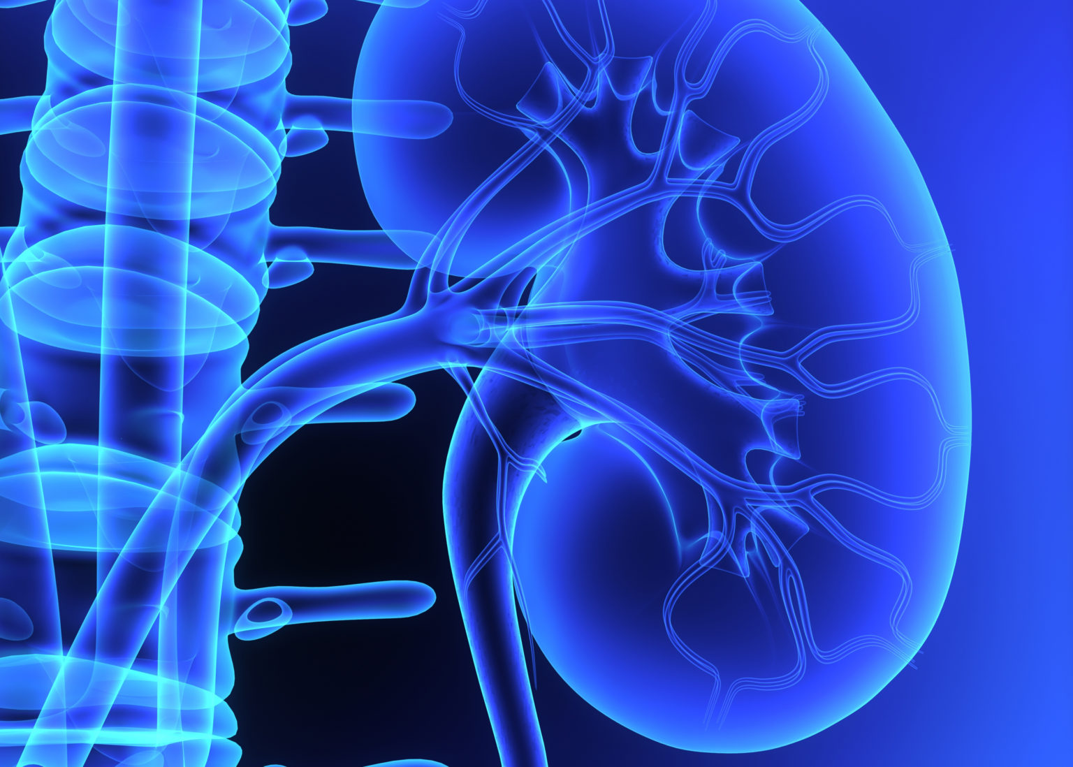 An Imbalance of Immune Cells Leads to Kidney Scarring After Infection ...