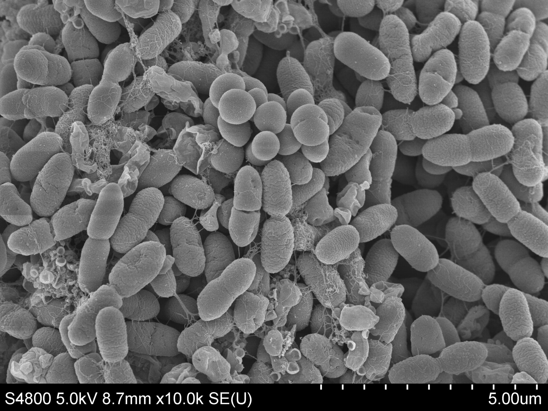 Biofilms: The Good, the Bad & the Groundbreaking – Pediatrics Nationwide